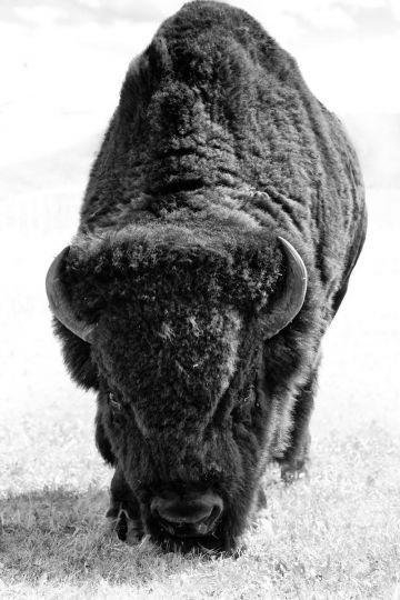 Manfred Baumann : The American Bison - The Eye of Photography Magazine
