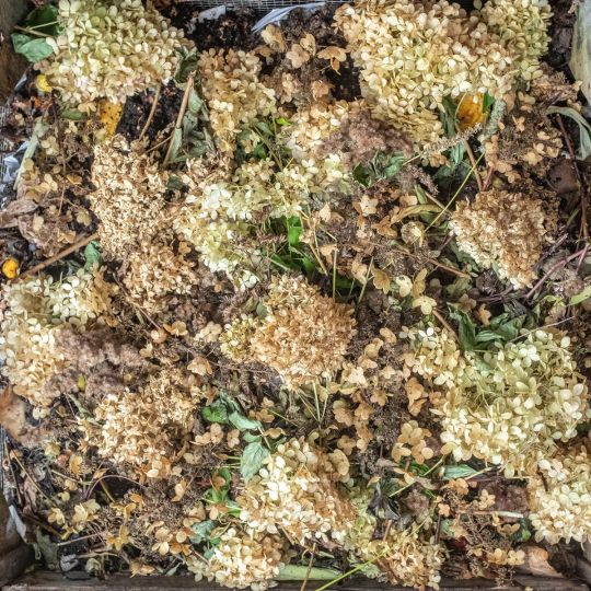Griffin Museum Of Photography : Lyn Swett Miller : Compost : Muse ...