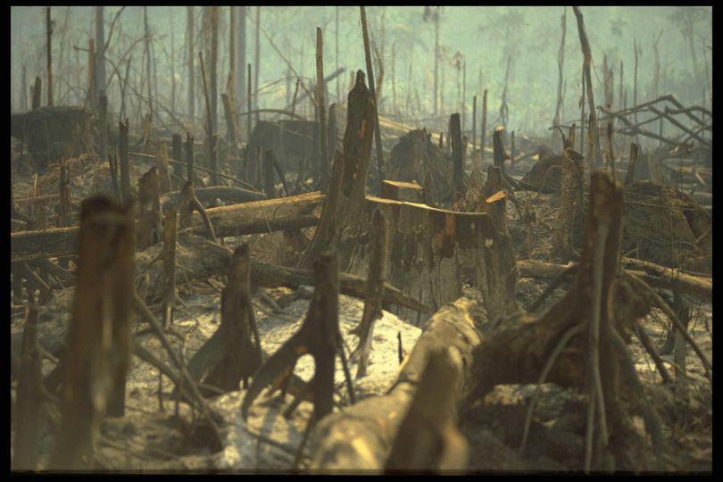 Espace Frans Krajcberg : Frans Krajcberg, the Militant - The Eye of ...