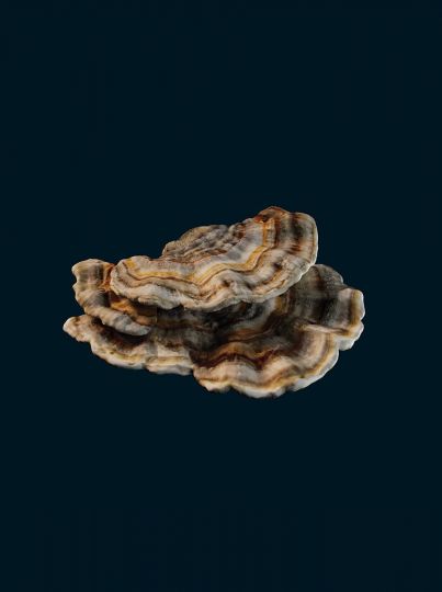 Editions Jonglez : Michael Lim & Yun Shu : Mushrooms - The Eye of ...