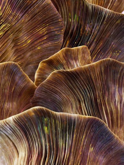 Editions Jonglez : Michael Lim & Yun Shu : Mushrooms - The Eye of ...