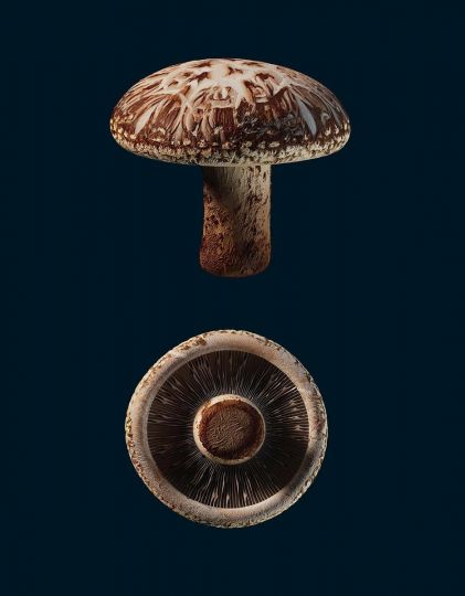 Editions Jonglez : Michael Lim & Yun Shu : Mushrooms - The Eye of ...