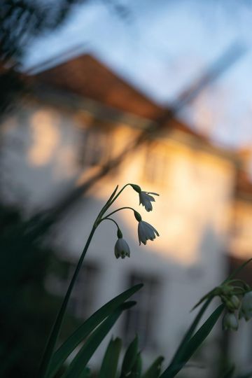 Dewi Lewis Publishing : Pictures from the Garden - The Eye of ...