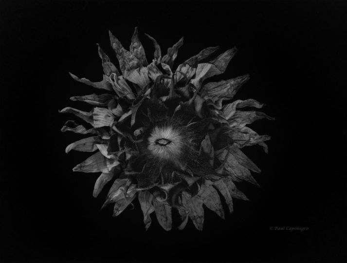 In memoriam : Paul Caponigro (1932-2024) - L'Œil de la Photographie ...