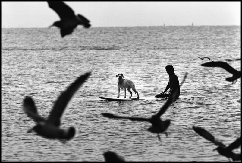 Elliott Erwitt : The Dogs - The Eye of Photography Magazine