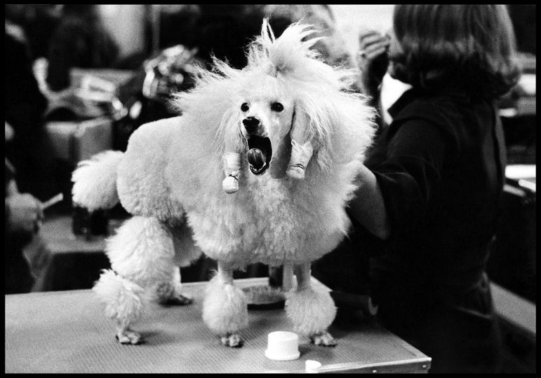 Elliott Erwitt : Les Chiens - L'Œil de la Photographie Magazine