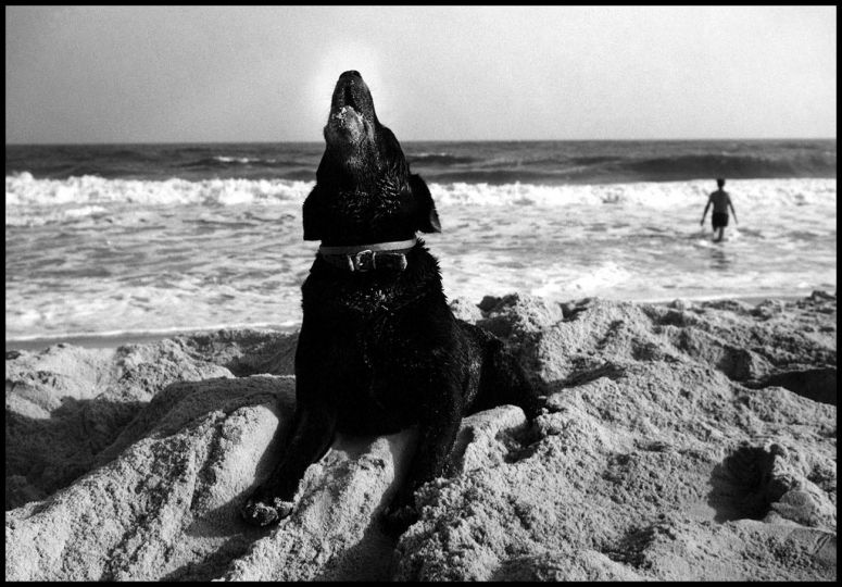 Elliott Erwitt : Les Chiens - L'Œil de la Photographie Magazine