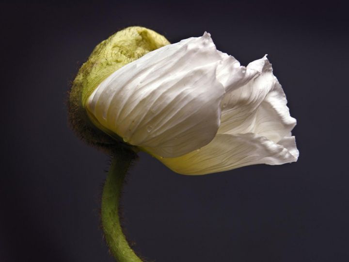 La Loge Gallery : Joëlle Dollé : The Life of Flowers - The Eye of ...
