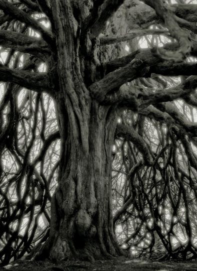 A.galerie : Beth Moon : Platinum - The Eye of Photography Magazine