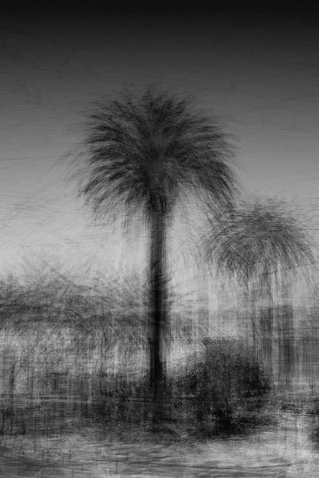 Exposition photo - In The Gallery : Jacob Gils - Portraits of Trees