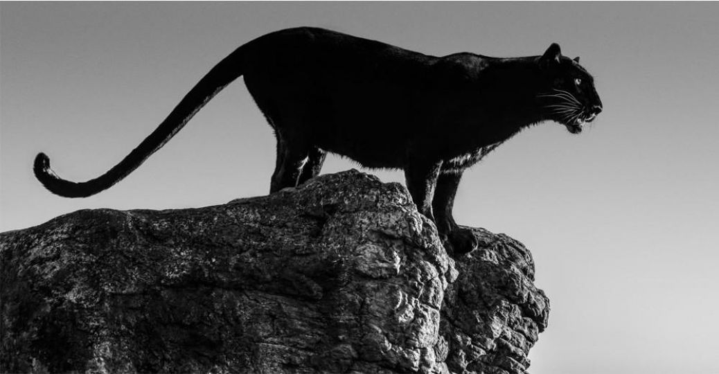 Holden Luntz Gallery : Simple Pleasures : Cat's out of the bag ! - The ...