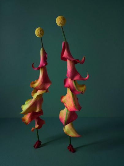 AnzenbergerGallery : The Secret Service of Flowers : Natalie Strohmaier ...