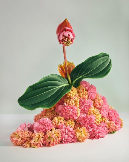 AnzenbergerGallery : The Secret Service of Flowers : Natalie Strohmaier ...