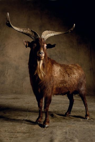 Yann Arthus-Bertrand : Salon de l’Agriculture : Rams & Goats - The Eye ...