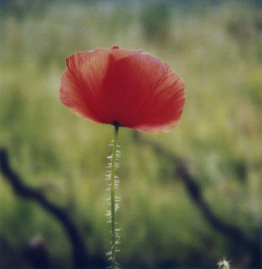 Galerie Marian Goodman (Paris) : Robby Müller : Polaroïds - The Eye of ...
