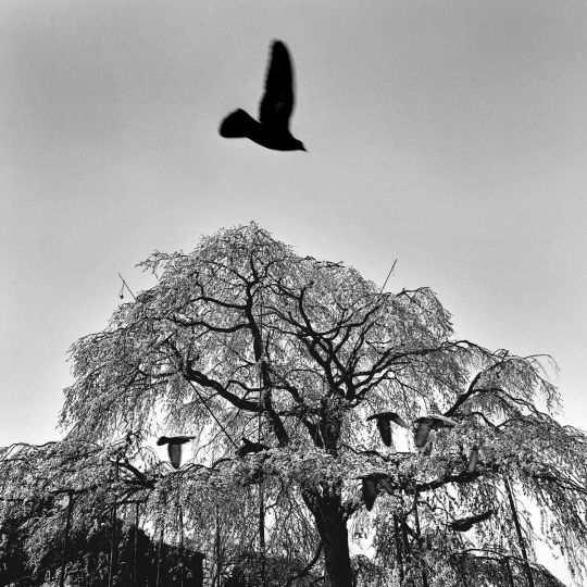 La chambre claire Galerie : Bernard Descamps - The Eye of Photography ...