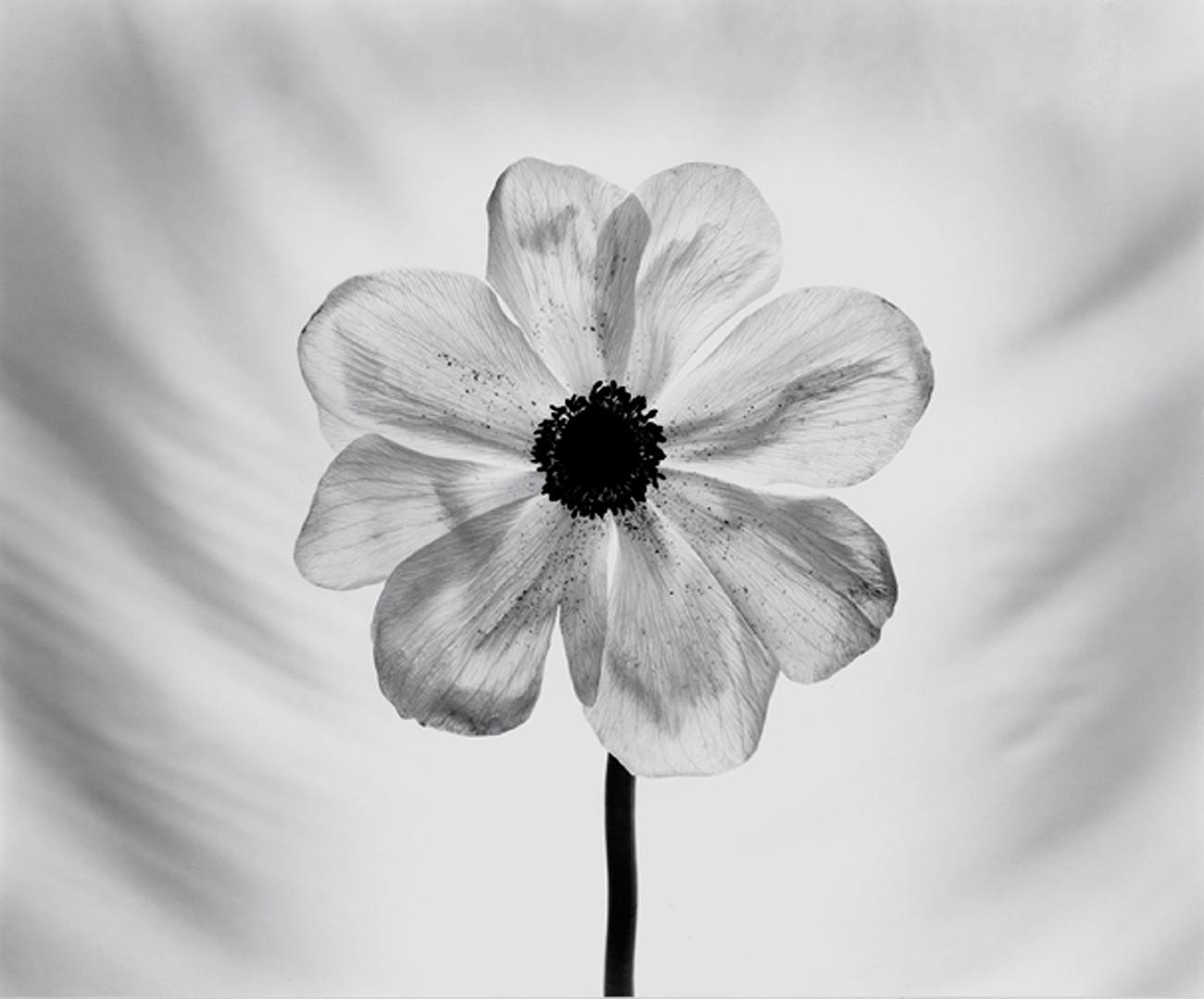 Obscura Gallery : Lynn Stern : Echoes of Light - The Eye of Photography ...