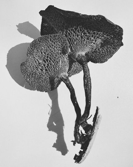Arles 2025 : Perimeter x Arles Book Fair 2025 : Ying Ang : Fruiting ...