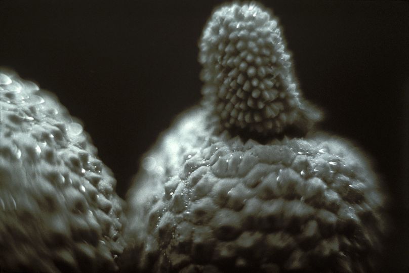 Helen Rousakis - L'Œil de la Photographie Magazine