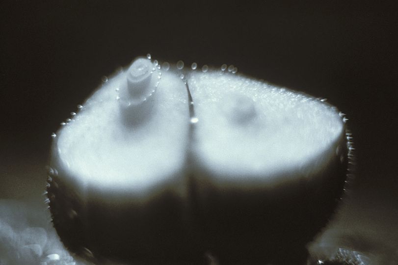 Helen Rousakis - L'Œil de la Photographie Magazine