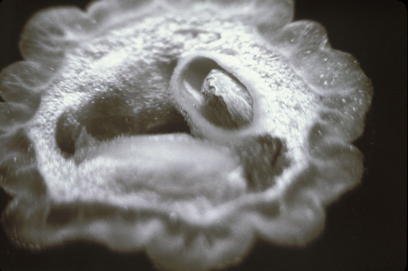Helen Rousakis - L'Œil de la Photographie Magazine